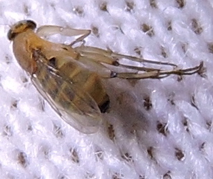 Springfield Plateau: Phorid Flies