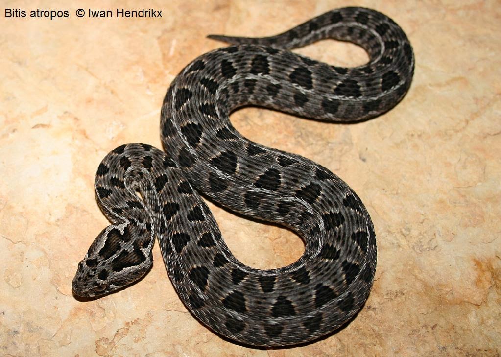 Bitis atropos ~ Reptiles World