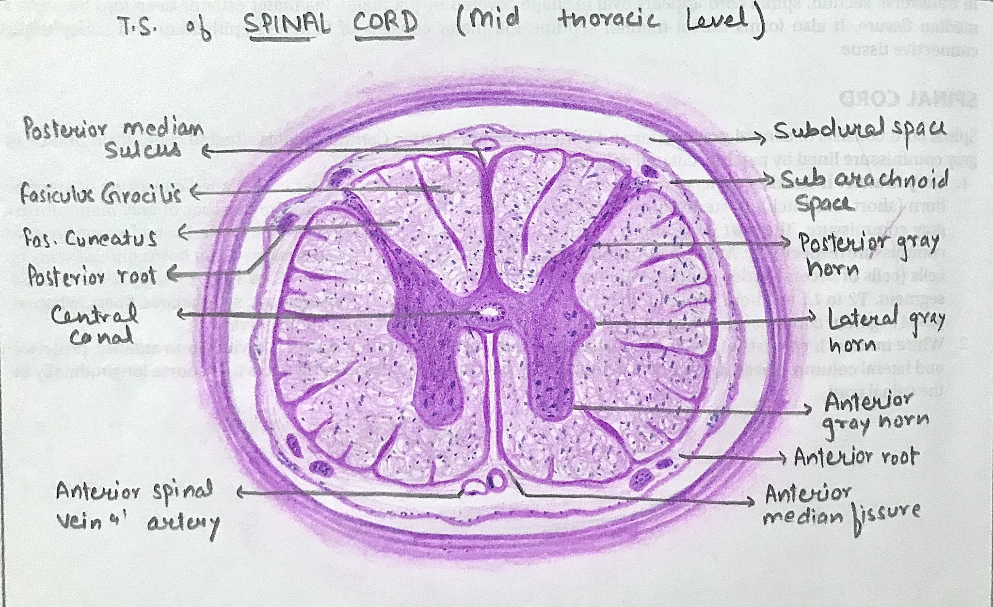 Spinal Cord (Transverse Section: Mid Thoracic Level)