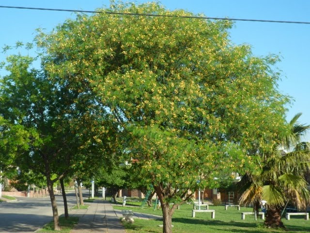 Aromito en flor: Acacia Visco