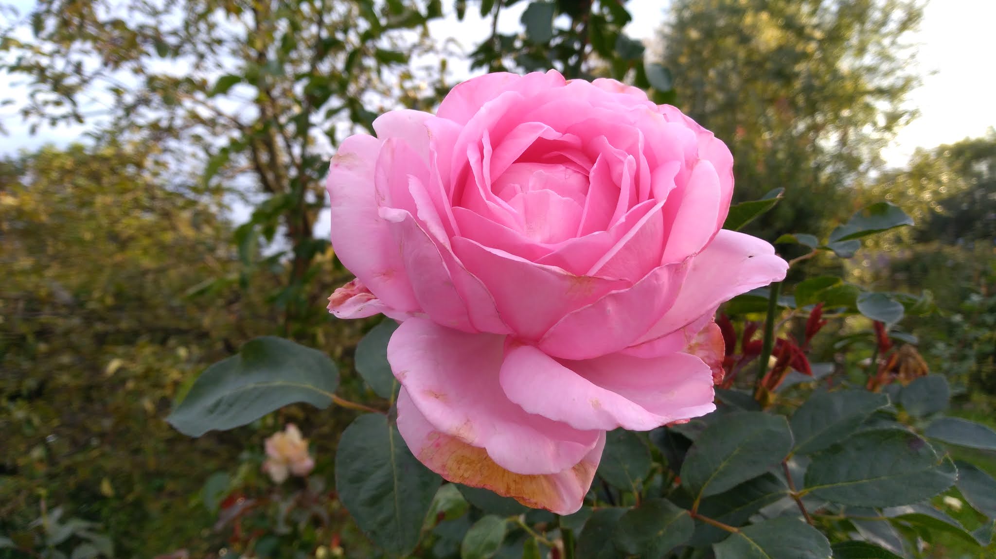 Ranczo Elma: Róża (Rosa) Ghita Renaissance