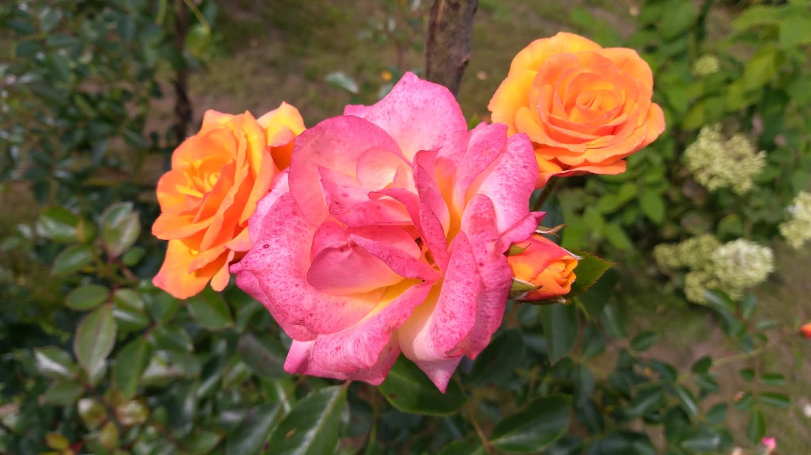 Ranczo Elma: Róża (Rosa) Redova