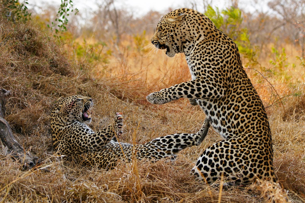 Wildlife Photos: How Leopard Playing with His Friend