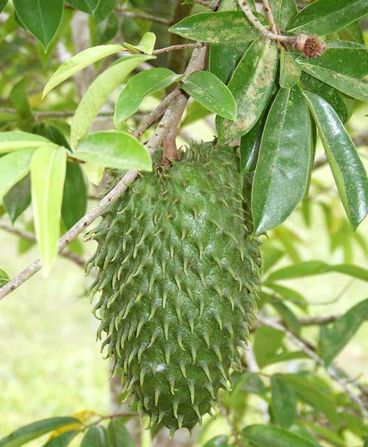 Overcome Disease: Soursop fruit