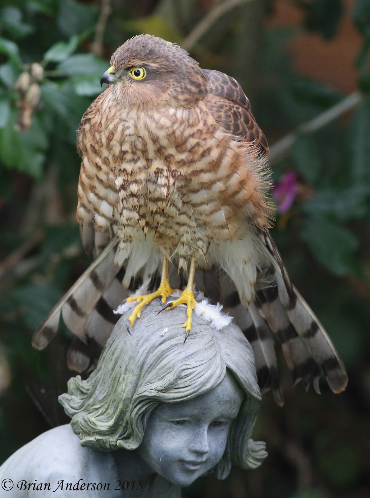 Brian's birding blog: Sparrowhawk in the garden