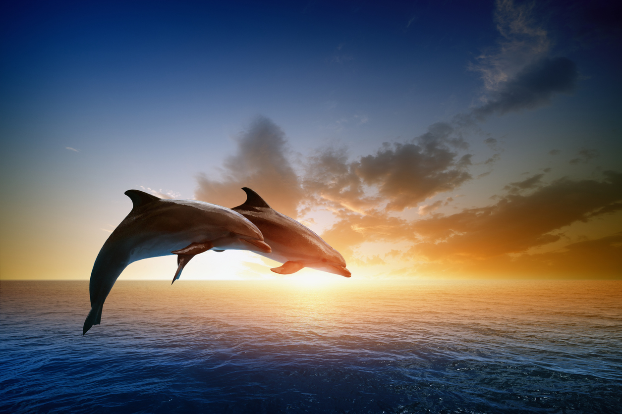 7 Incredibly Interesting Dolphin Facts