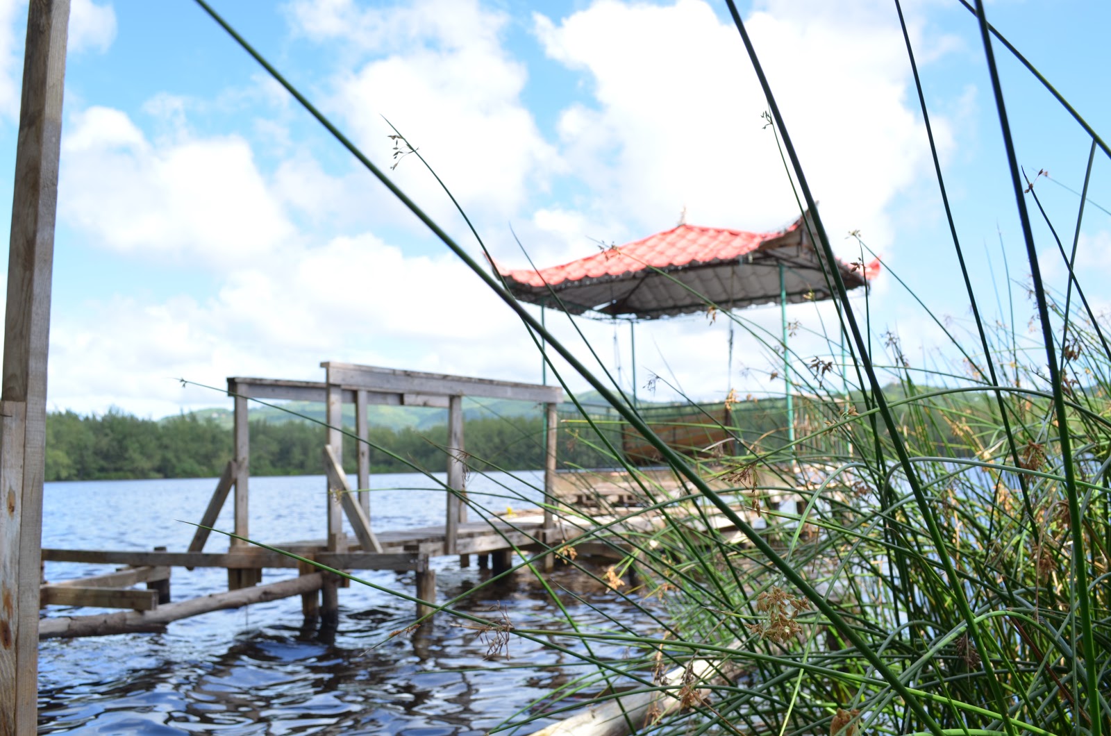 Biodiversity in Saipan - Salvi Villanueva & Patrick Llaban: Susupe Lake!