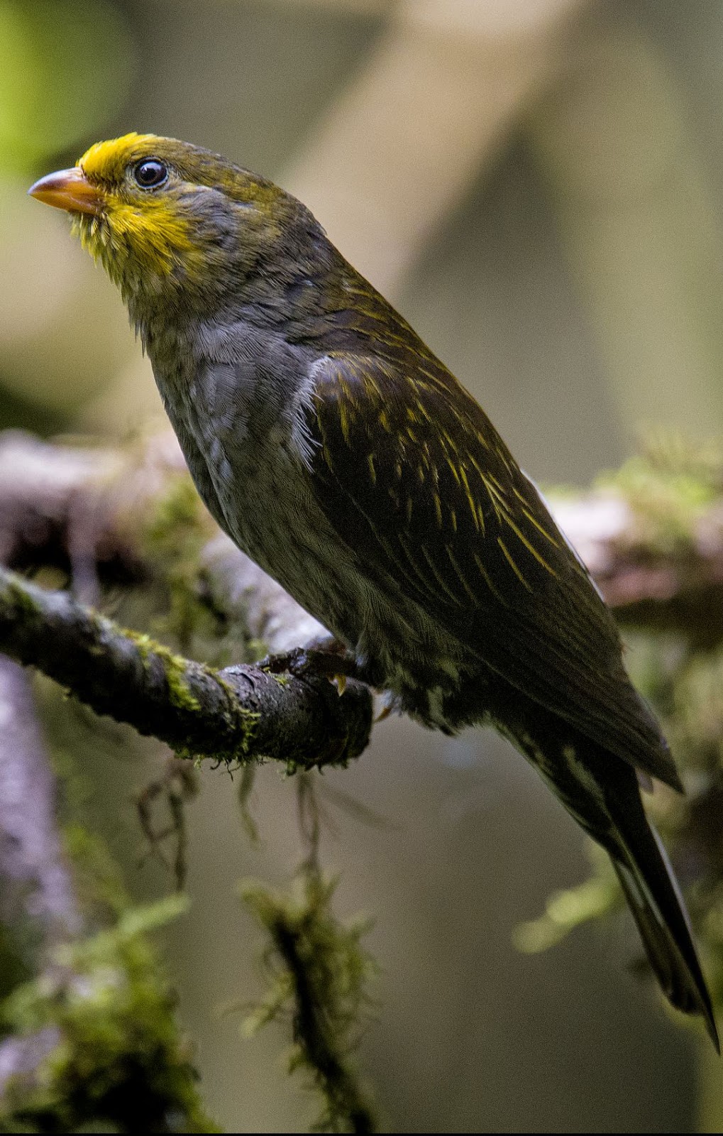 SHARING OPINION: BIRDS OF ARITAR & SIKKIM