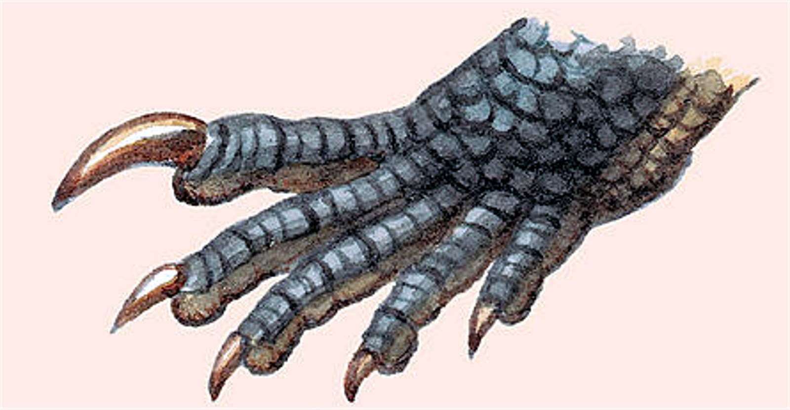 Past Remembering: The Babylonian Sirrush - Here be dragons...