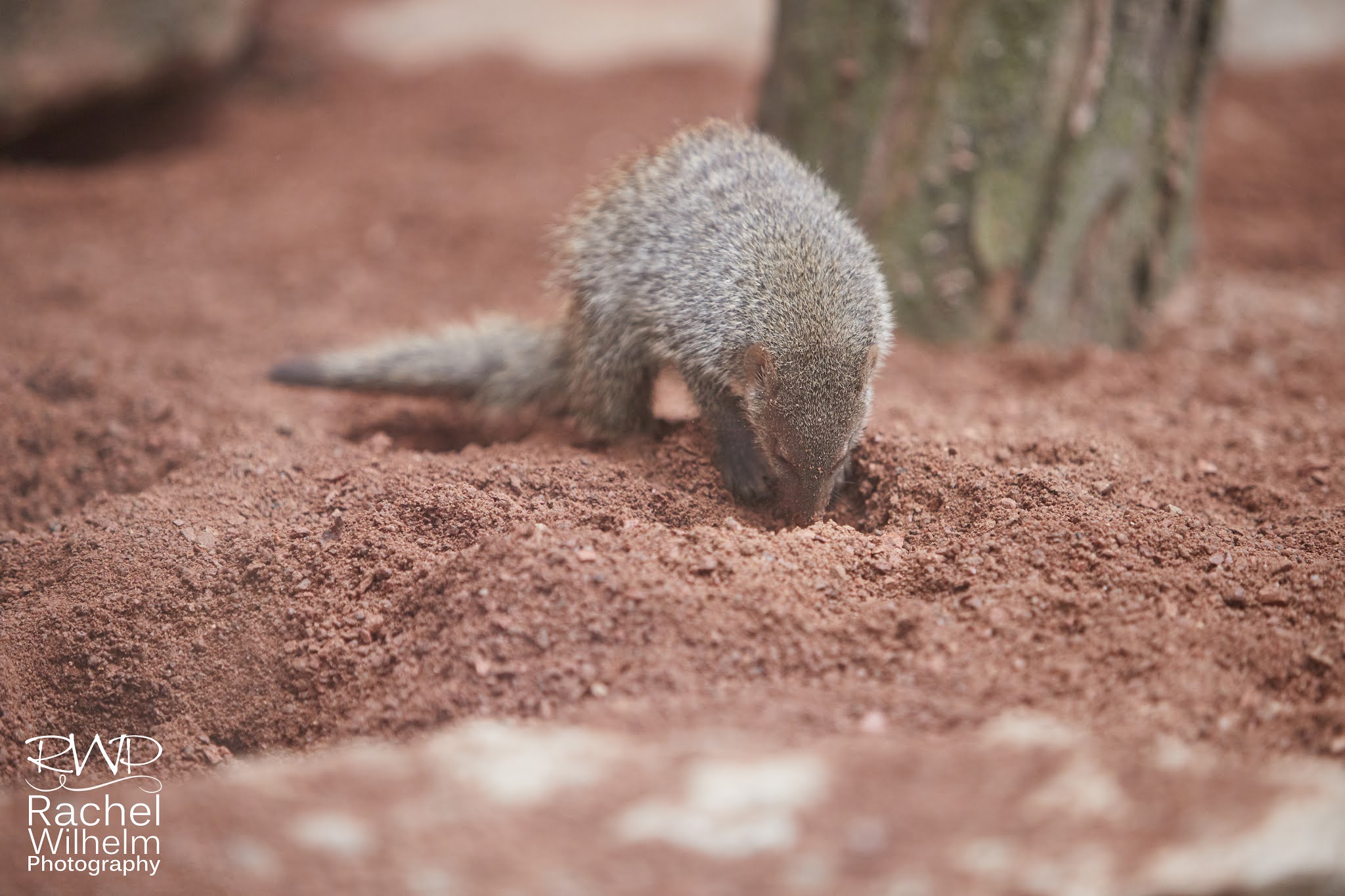 RWP Wildlife: Banded Mongoose Babies