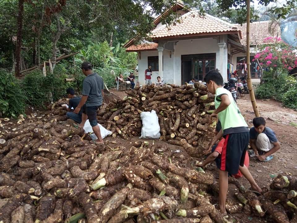 Bibit Tanaman Talas/Lompong Beneng