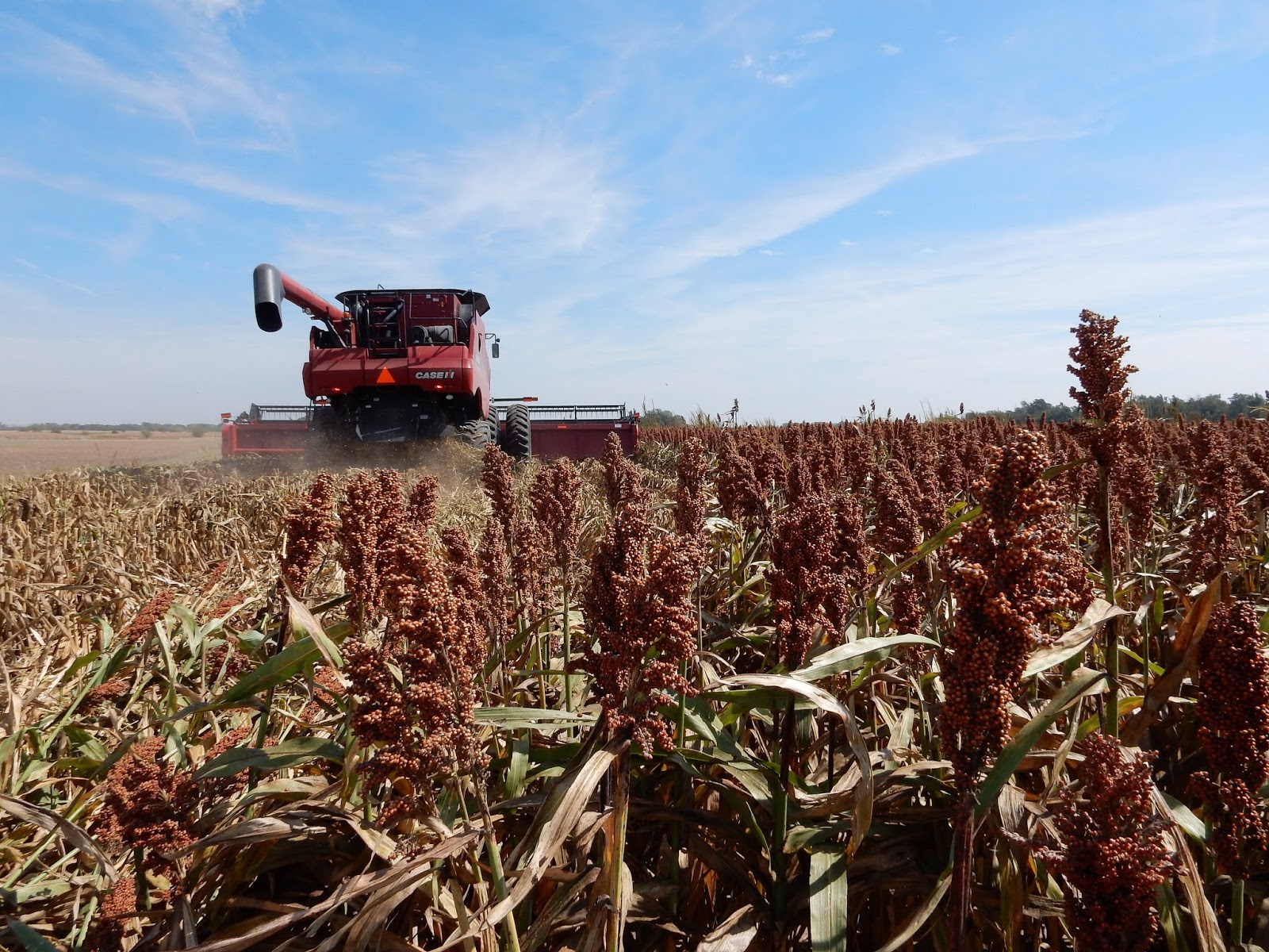 Kim's County Line: Go Big Red: Milo Harvest 2021