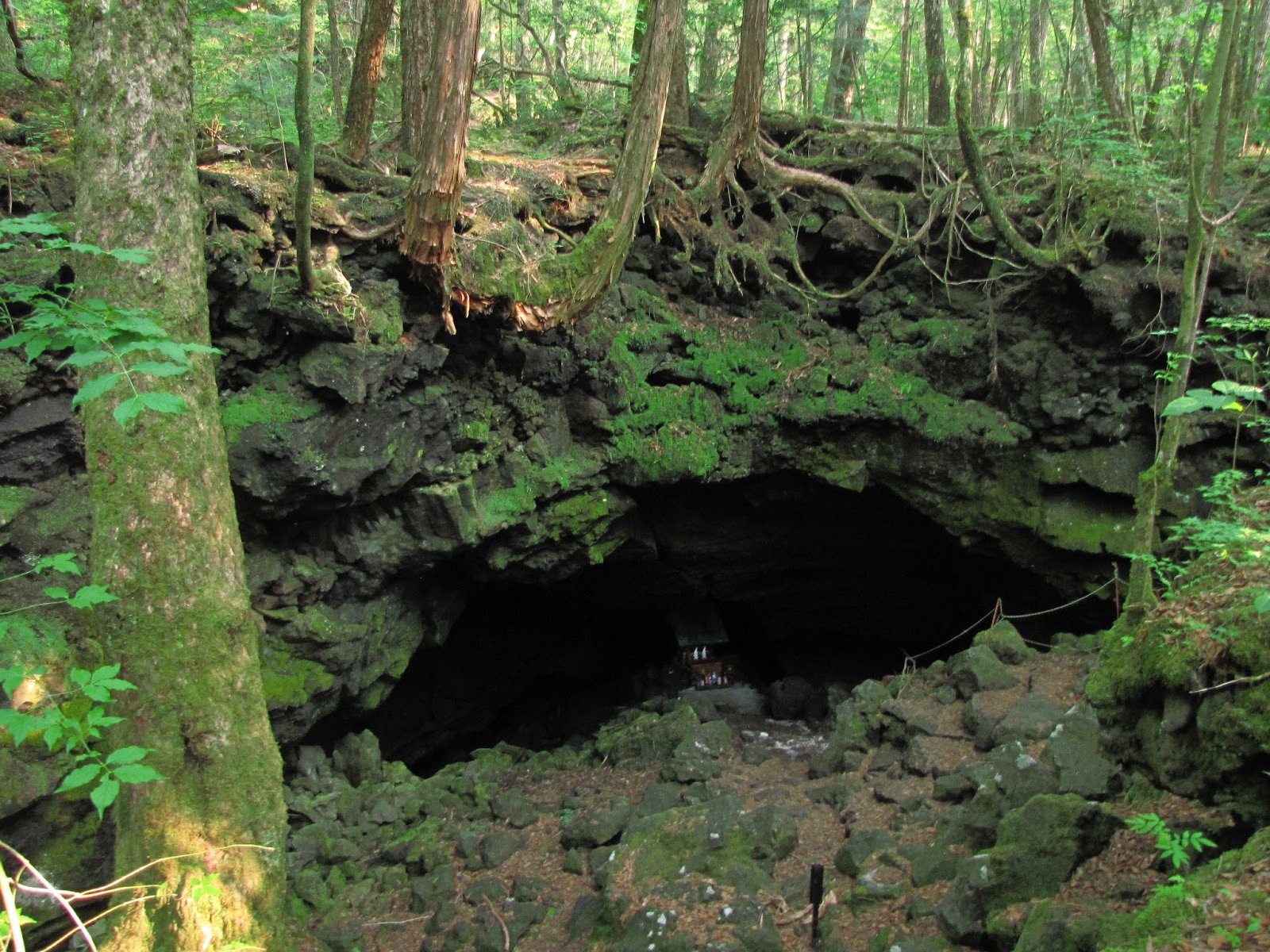 The Blog-Tick Phenomenon: A Walk in the Suicide Forest