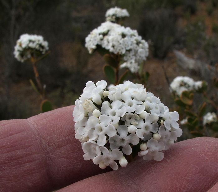 Esperance Wildflowers: Logania buxifolia – Loganiaceae