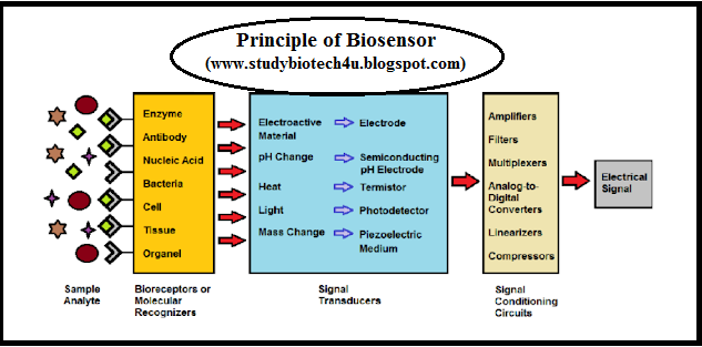 Biosensor | Online Biotech Notes - Online Biotech Notes