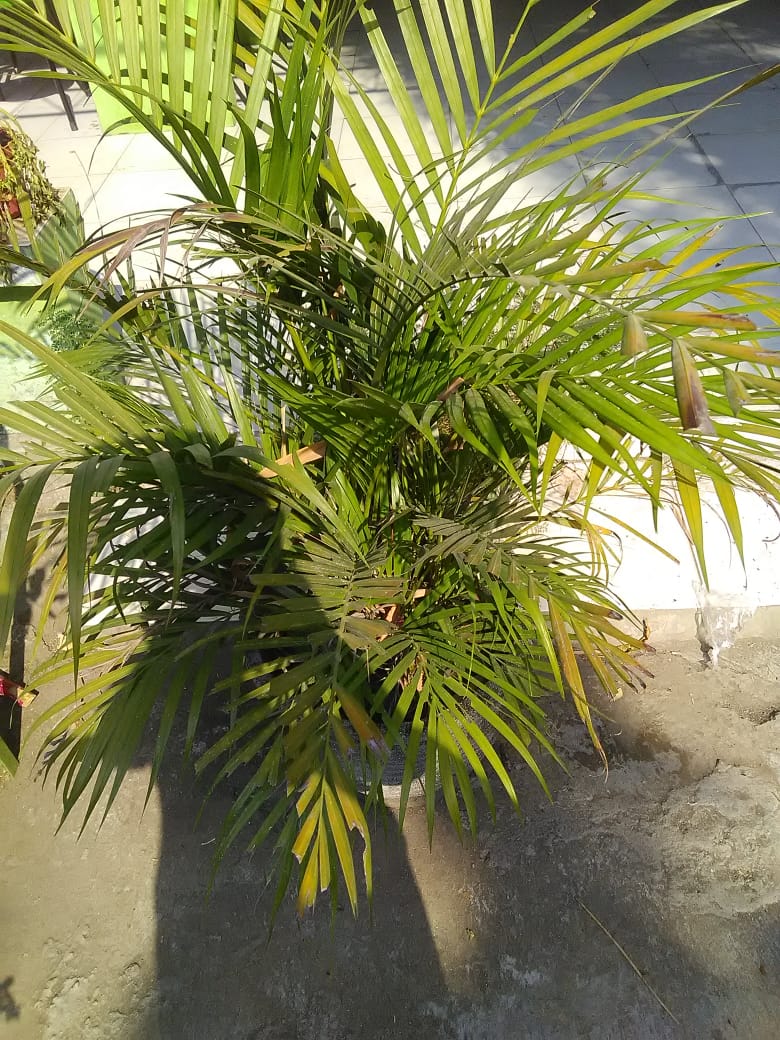 Biologi MAN 1 Mojokerto: KLASIFIKASI TANAMAN PALEM KUNING by: Muchamad ...