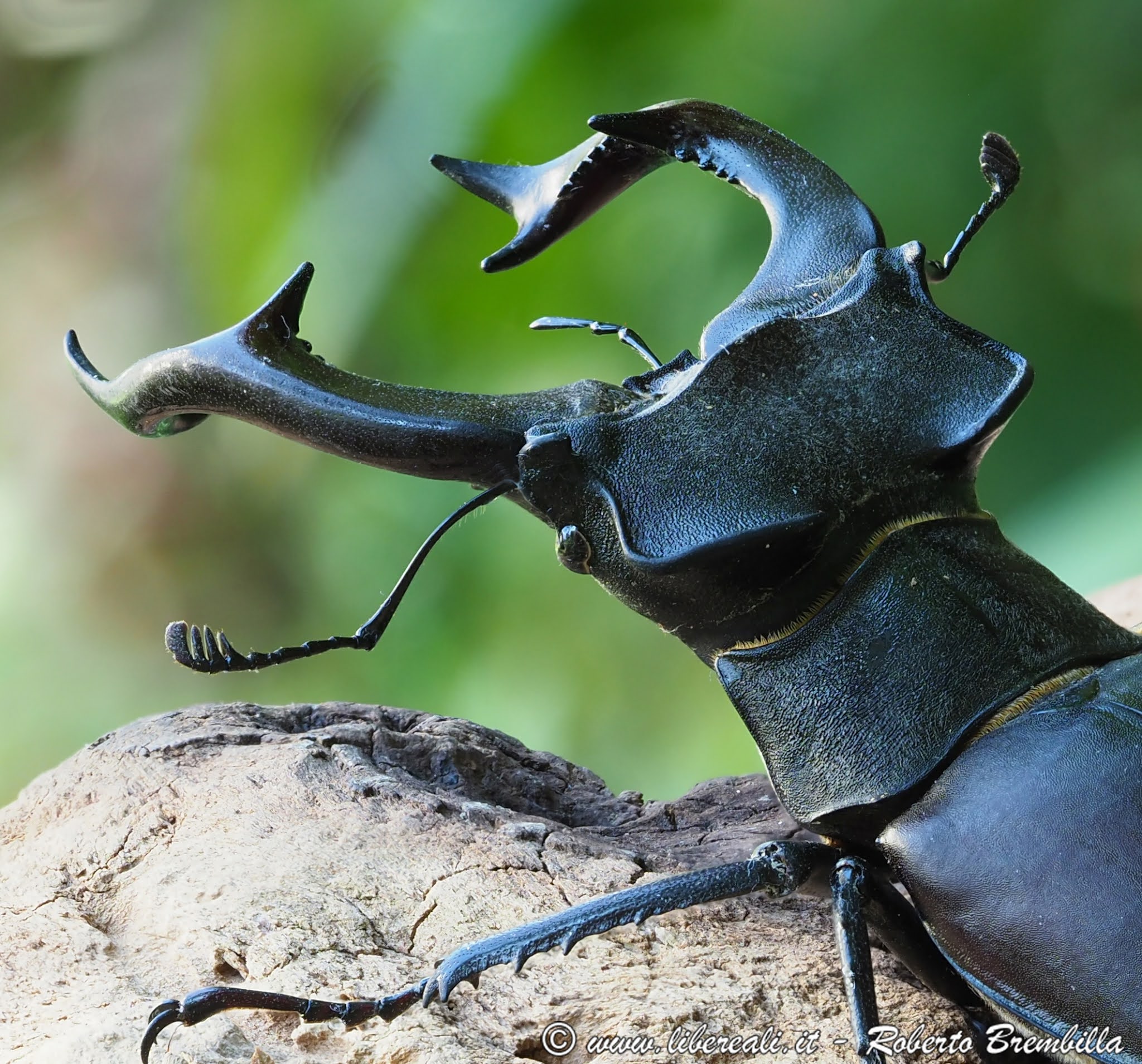 libereali: Cervo volante fa rima con gigante
