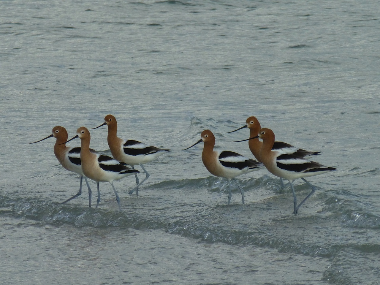 Mound House Happenings...: CREATURE FEATURE #25 - American Avocet