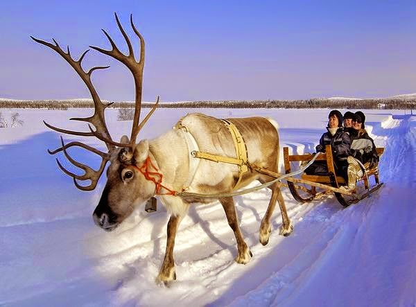 Go on a Reindeer-Drawn Sleigh Ride Safari, Lapland, Finland