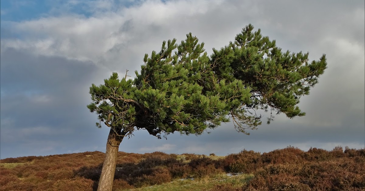 Yorkshire Pudding: Tree