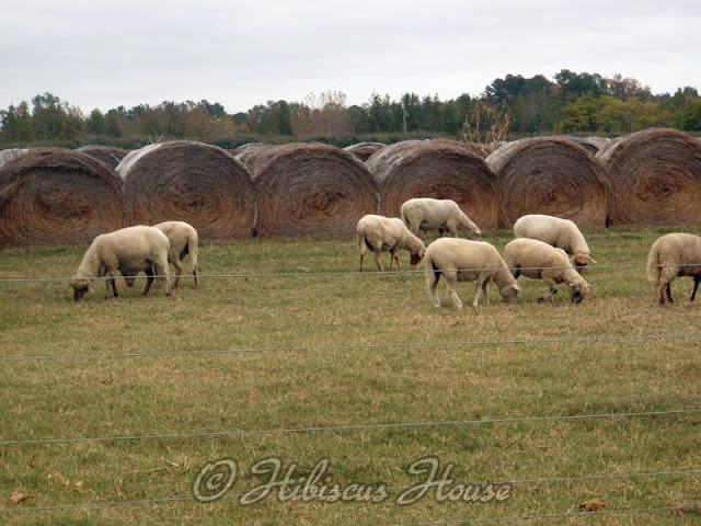 Hibiscus House: Our Visit to the Ovis Hill Farm Festival