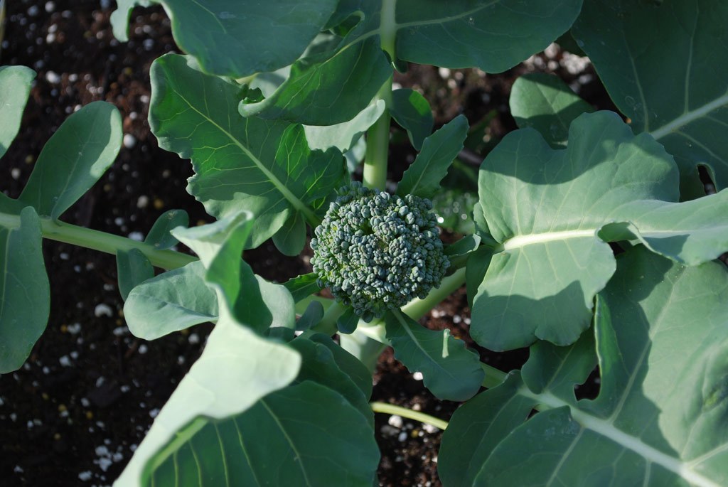 Planting Cole Crops Step-by-Step - garden favorite