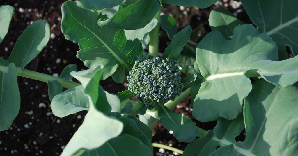 Planting Cole Crops Step-by-Step - garden favorite