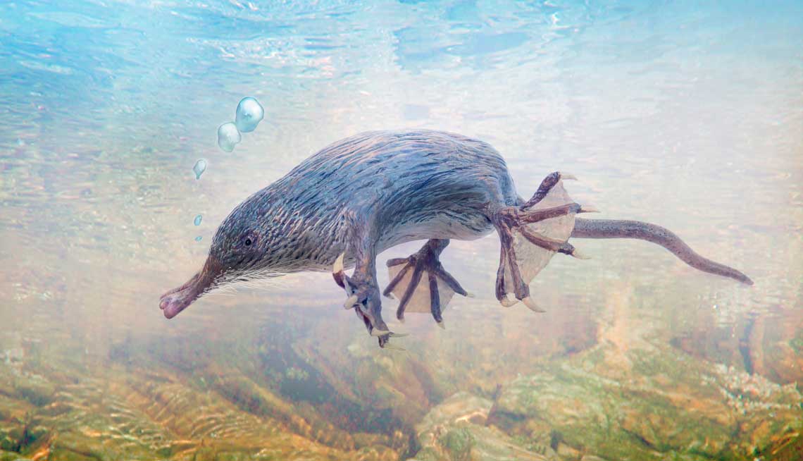 El desmán ibérico: el angustioso exterminio de un símbolo olvidado.