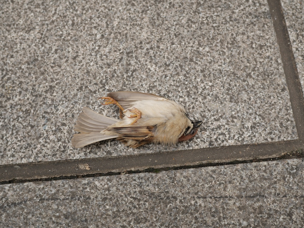 A Bird Falling From the Sky in Macau - Isidor's Fugue