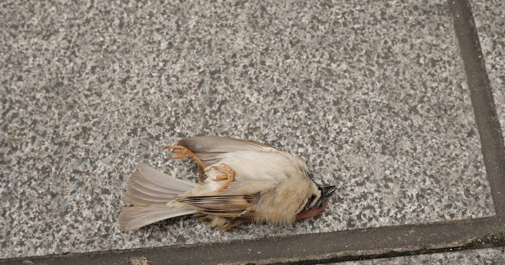 A Bird Falling From the Sky in Macau - Isidor's Fugue