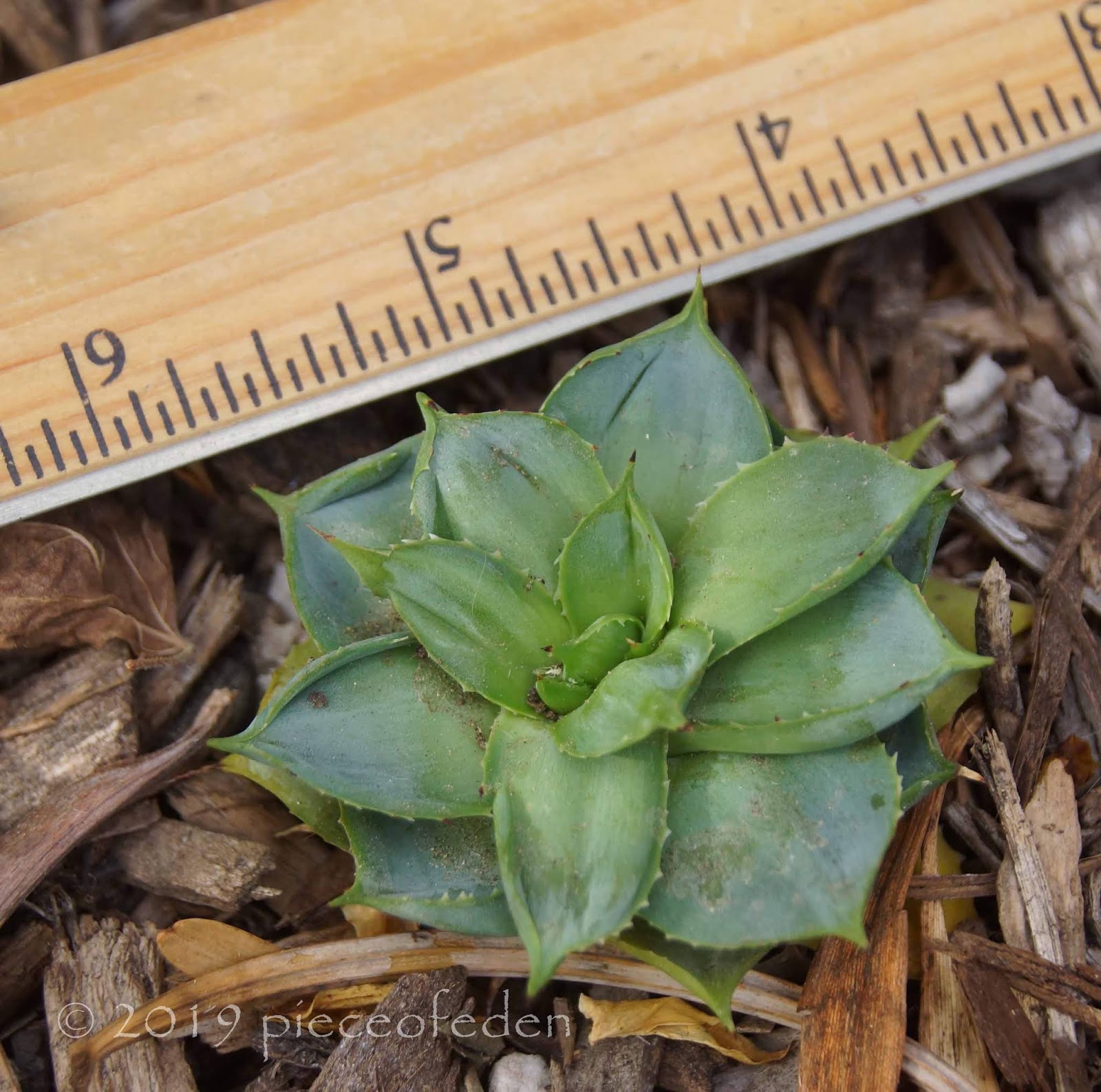 Agave 'Blue Glow' Side Shoots Will Root And Other 'Blue Glow' Growing ...