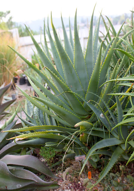 Growing Aloe from Cuttings
