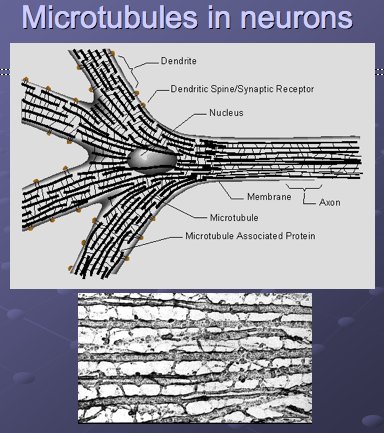 The Monkey Buddha: The Microtubular Origin of Consciousness