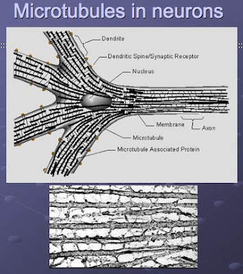 The Monkey Buddha: The Microtubular Origin of Consciousness