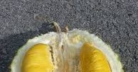 Waryo Durian: Ciri-ciri Durian Musangking yang Asli