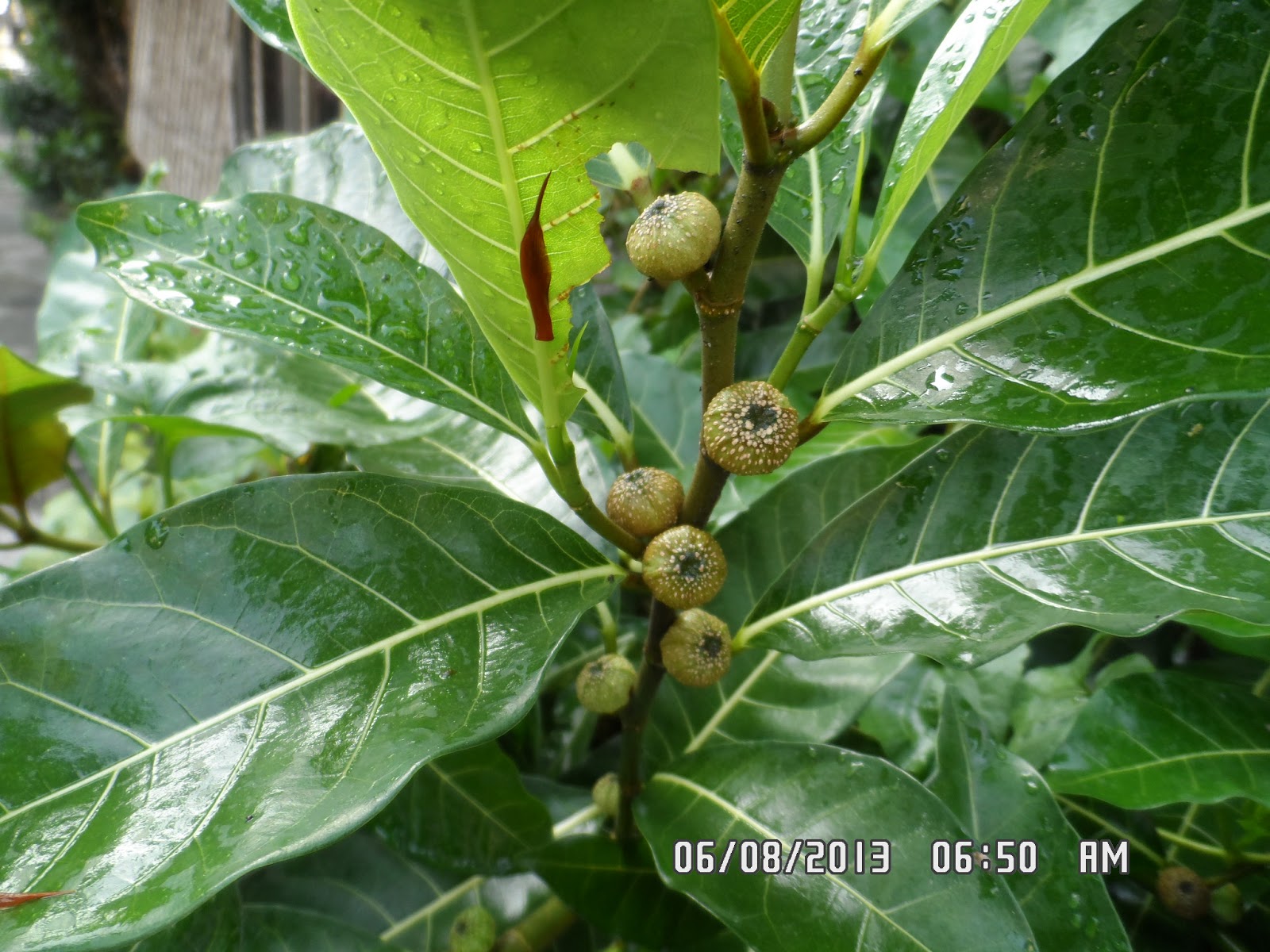Photography with Dr. Ernie.: Plants: Ficus Hauili, Ficus septica ...