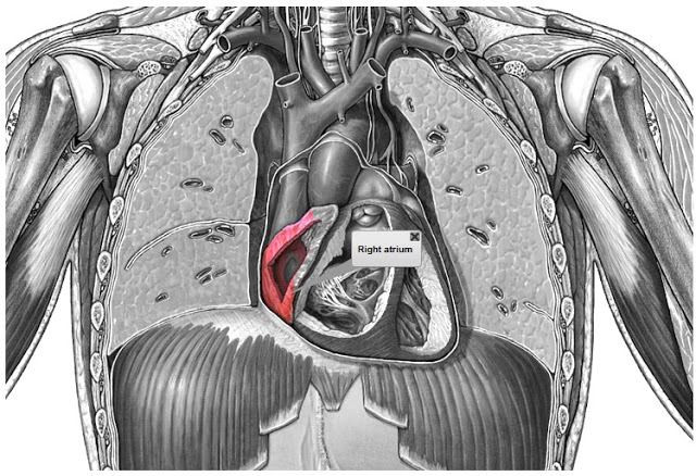 Anthró̱pina Systi̱máto̱n tou Só̱matos: Practica 1