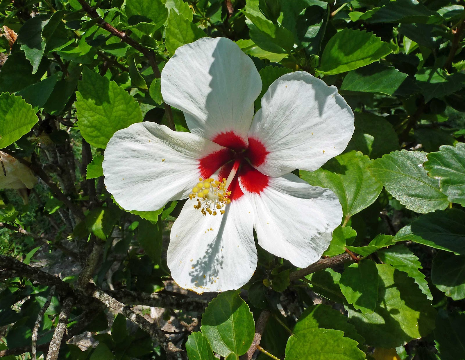 Last Dance: Northern Bahamas - Abaco Islands