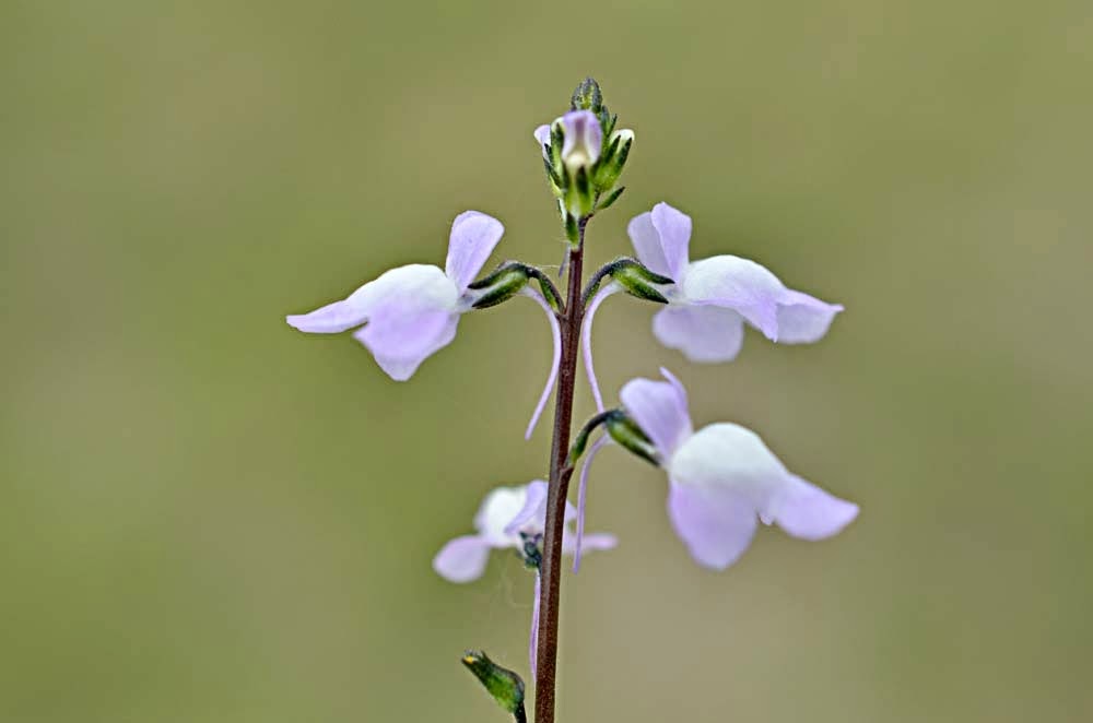 Space Coast Wildflowers: March 2014
