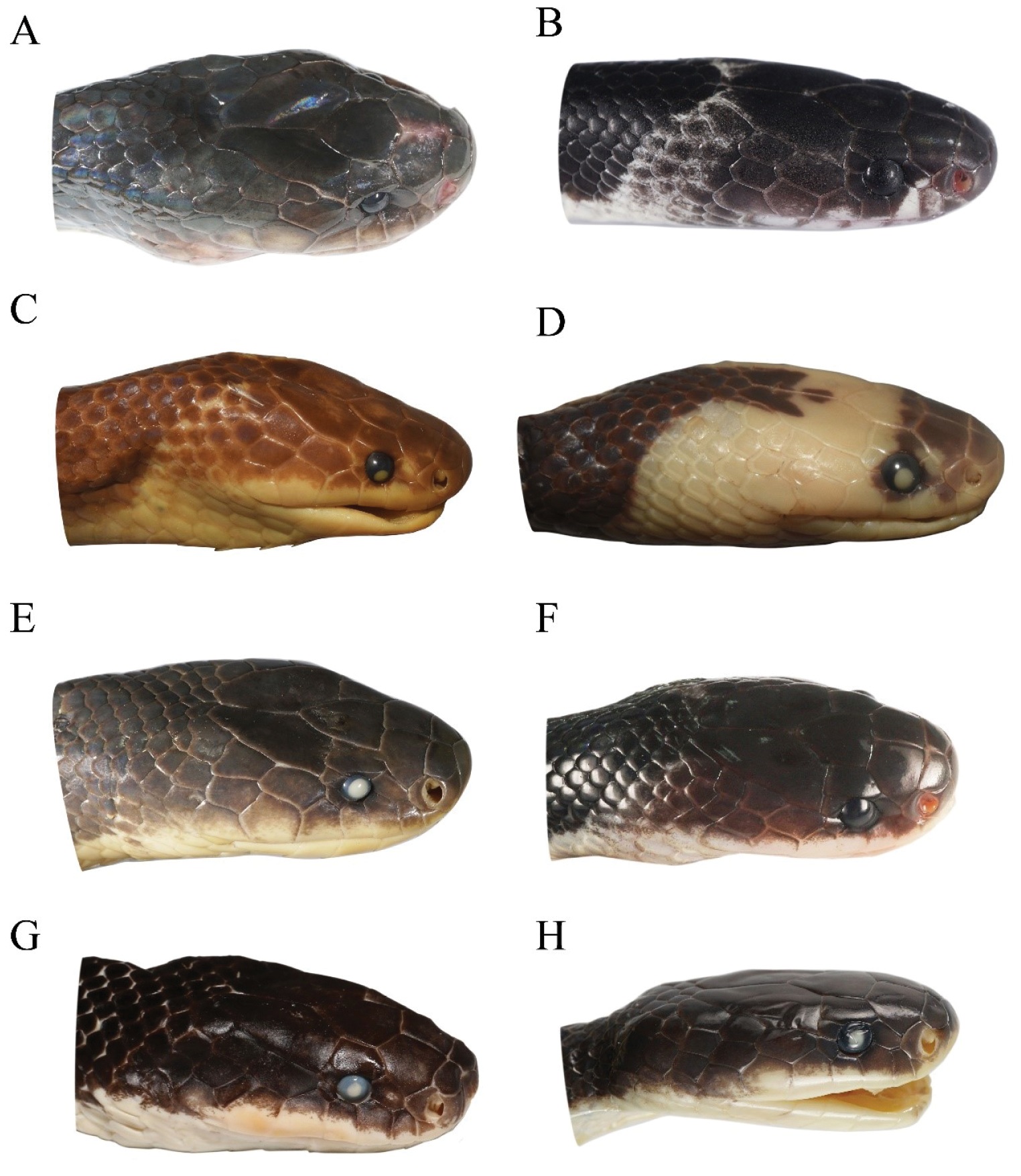 Species New to Science: [Herpetology • 2021] Bungarus suzhenae ...