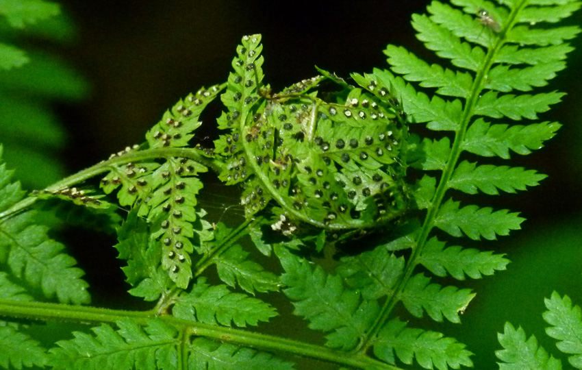 Life, Birding, Photos and Everything: Ferns and Fungi