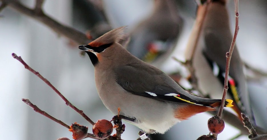 The Emmaus Walk: The Parable of the Birds