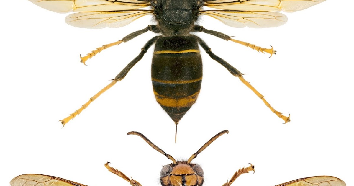 A grande invasão da Vespa Asiática - vespa velutina nigrithorax