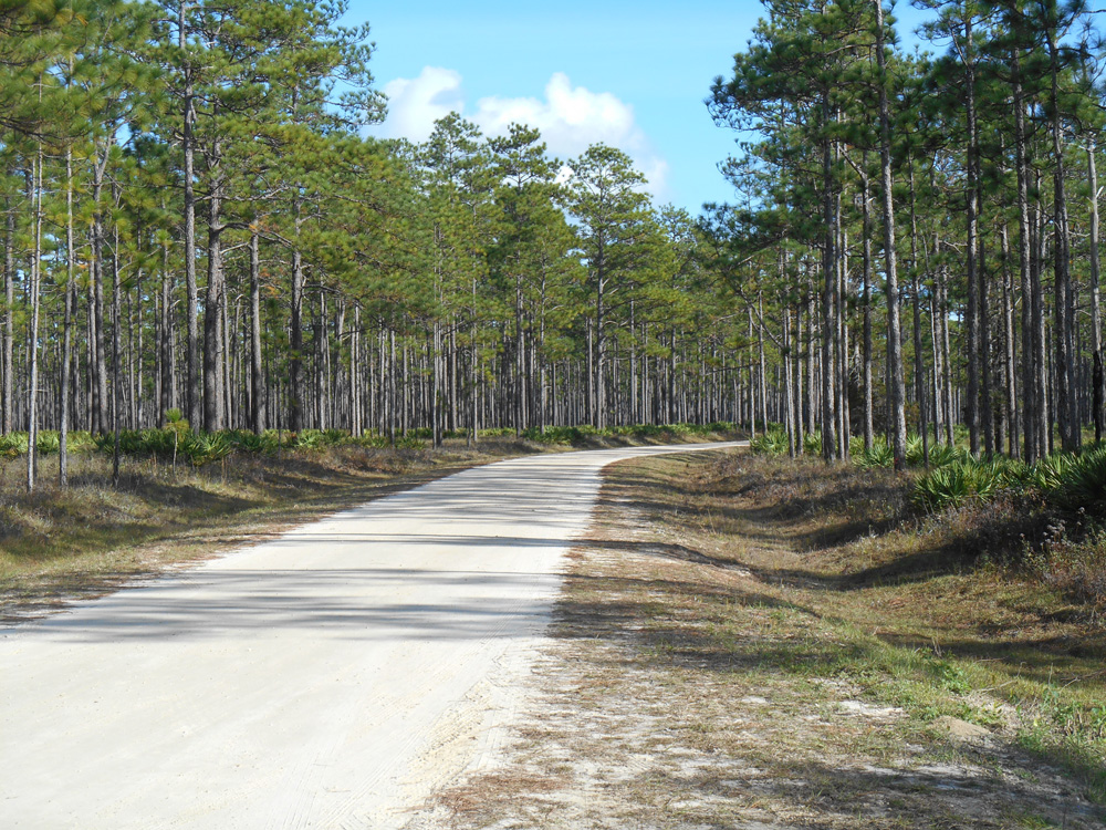 Bob & Sharon'sTravel Adventures: Apalachicola NF - 11/30/15 - Sumatra, FL
