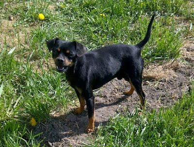 My Life in North Dakota: Pin Tzu (Miniature Pinscher Shih Tzu Cross)