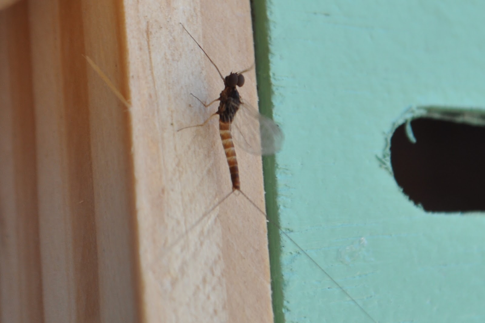 ZOOTOGRAFIANDO (6.100 ANIMALS): MOSCA DE MAYO O EFÍMERA DE OJOS DE ...