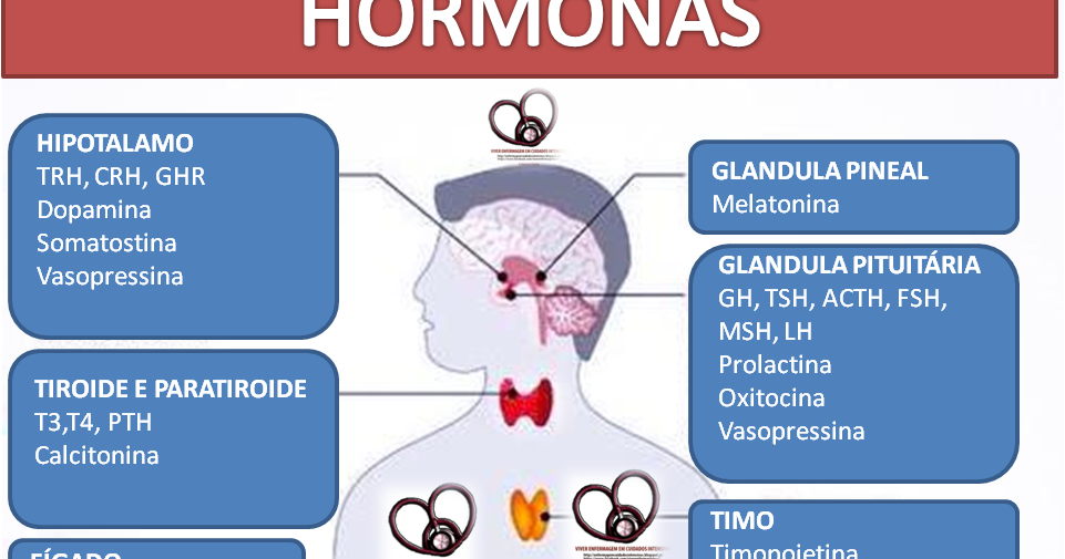 Viver Enfermagem em Cuidados Intensivos: HORMONAS... DISTRIBUIÇÃO PELOS ...