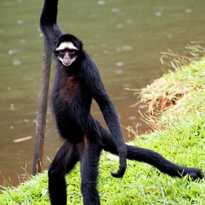 SURINAME MIRROR - Kwalitatief de beste!: 06/09/20