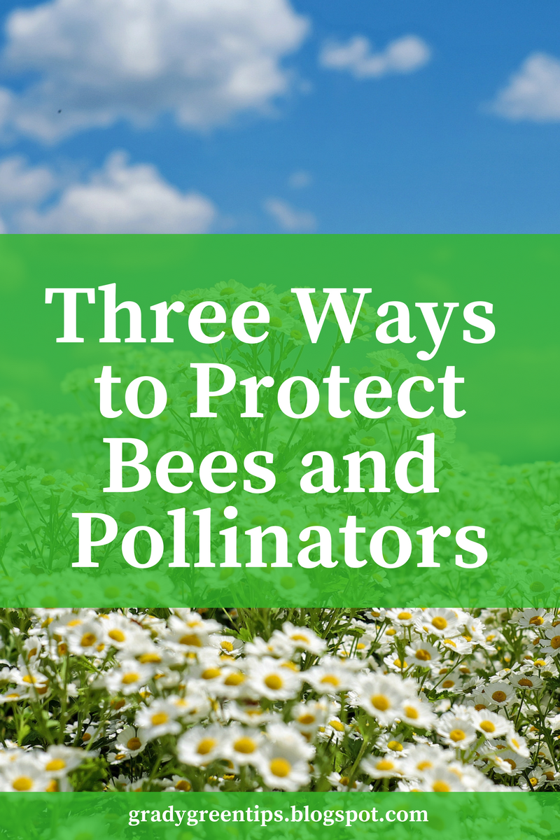 Grady's GreenLiving Tips: Three Ways To Protect Bees and Other Pollinators