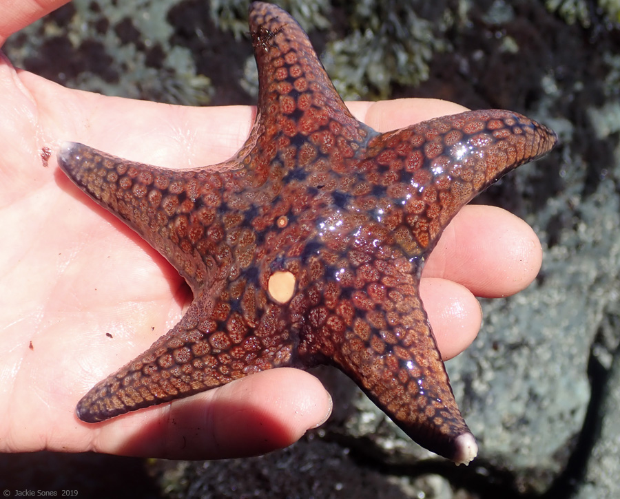 The Natural History of Bodega Head: Indigo blue